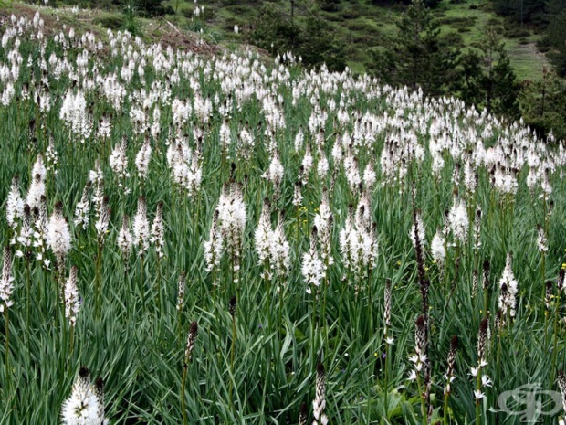 Бърдун, Бял бърдун (Asphodelus albus) | Ботаника
