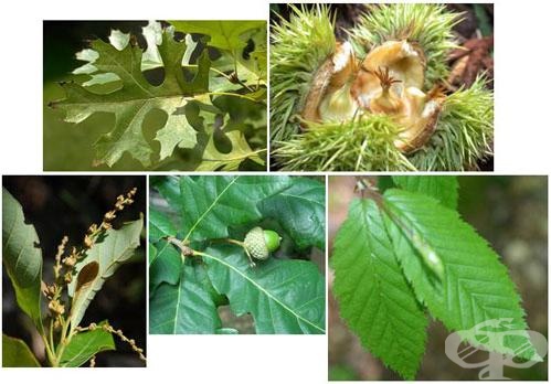 Сем. Fagaceae (Букови) | Ботаника